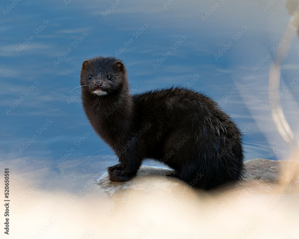 Mink Photo and Image. Close-up sitting on a rock with blur blue water ...