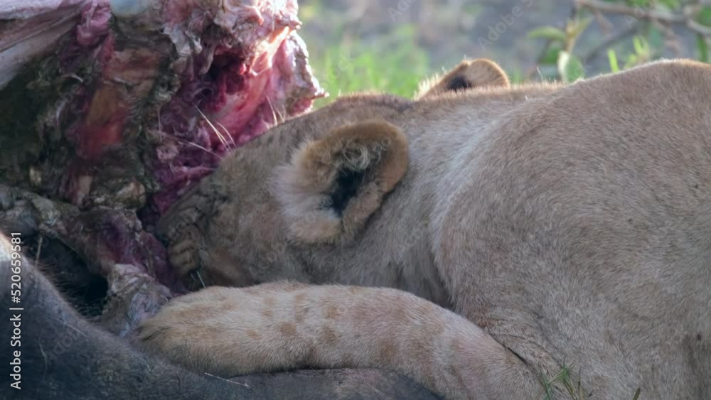 Close-up of a lioness's mouth ripping fresh, fresh meat from a dead ...