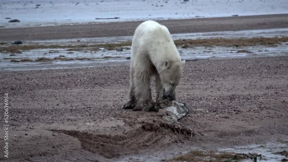 Polar bear feeding from seal Skin, Canada, 2022 Canada North America ...