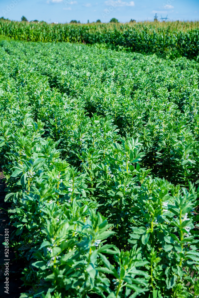 Bób, uprawa bobu, pole bobu, rosnący bób Stock Photo | Adobe Stock