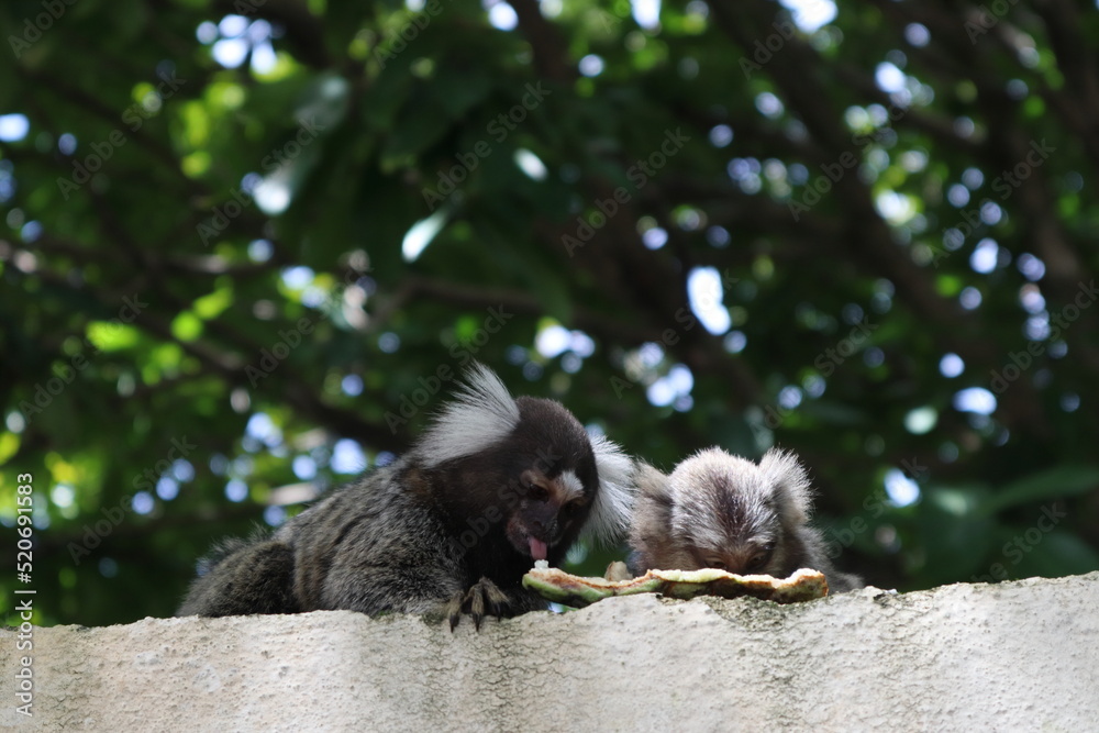 Little monkey native to areas of Atlantic Forest seen over a wall near ...