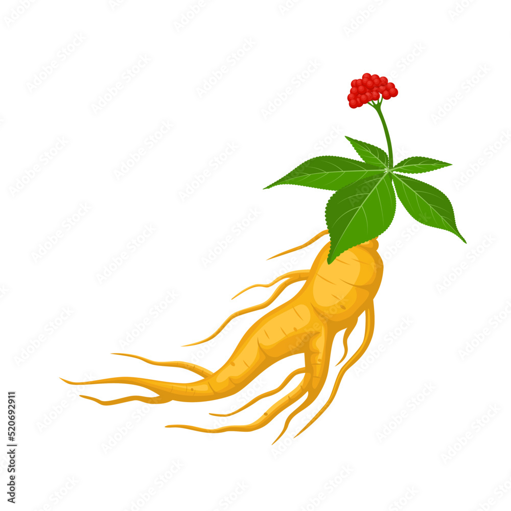 Vector illustration, ginseng root with leaves, isolated on white ...