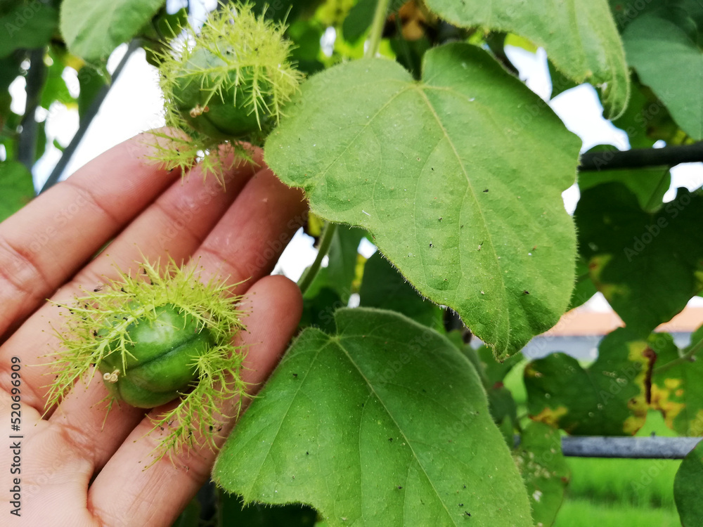 Tropical wild fruit plant names "Rambusa" growth wild at the nature ...