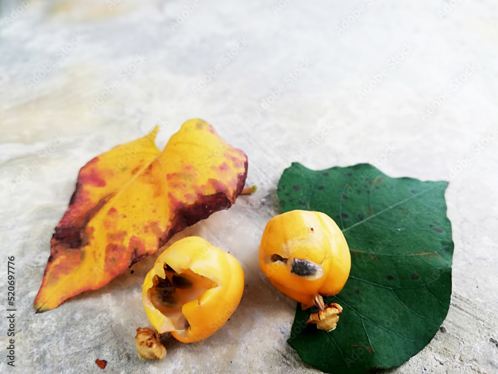 Tropical wild fruit plant names "Rambusa" growth wild at the nature ...