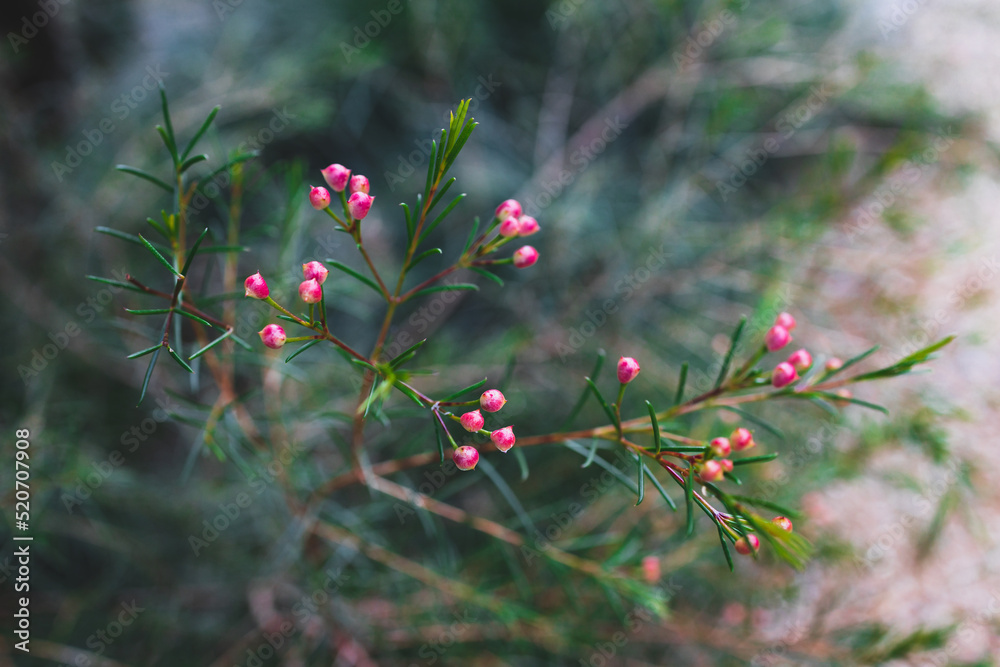 native Australian Geraldton Wax plant outdoor in beautiful tropical ...