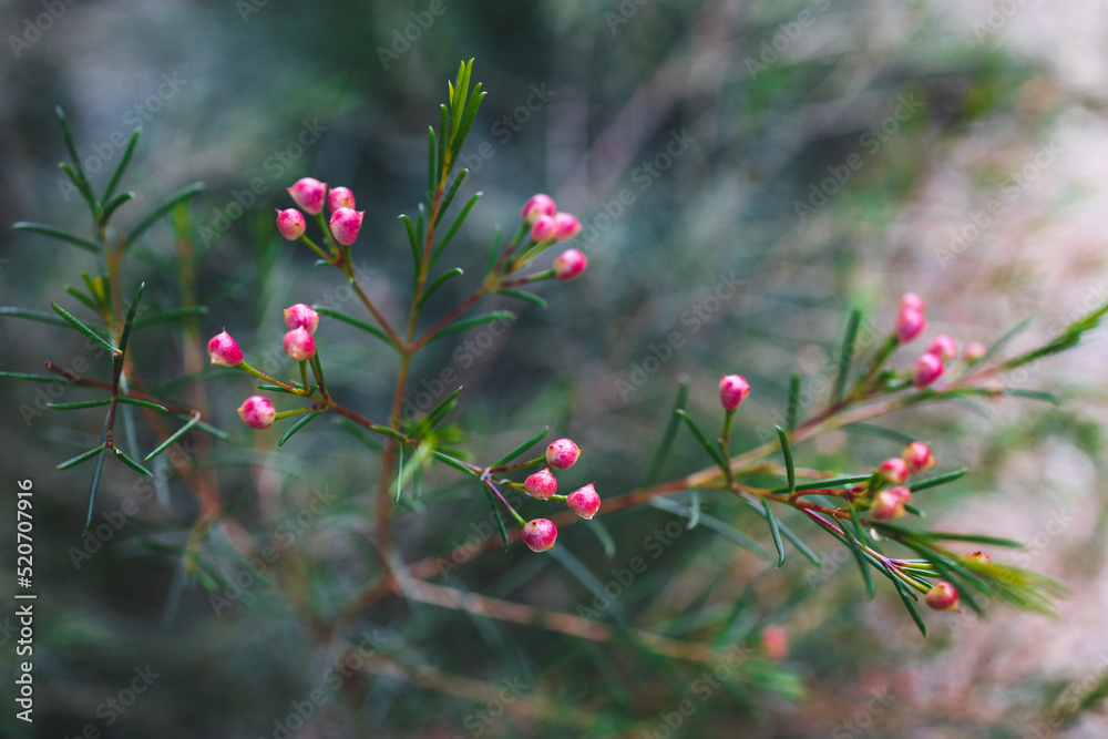 native Australian Geraldton Wax plant outdoor in beautiful tropical ...