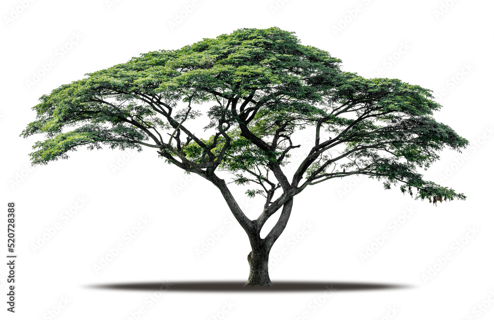 Tree isolated on white background with clipping path, Realistic with ...