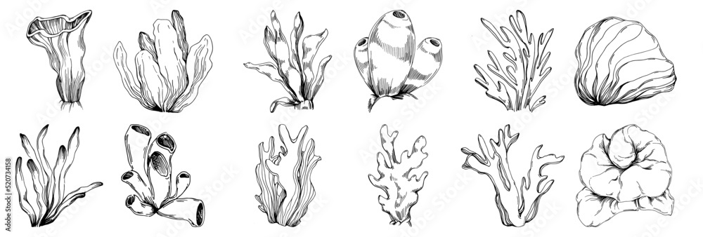 Hand drawn corals isolated on white. Sketch drawing Stock Vector ...