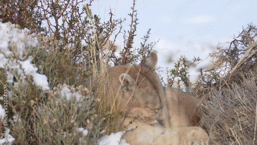 Puma, nature winter habitat with snow, Torres del Paine, Chile. Wild ...