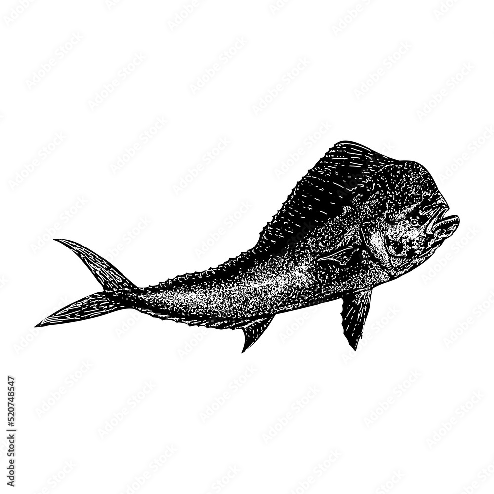 Mahi Mahi (Dolphin Fish) hand drawing vector illustration isolated on ...