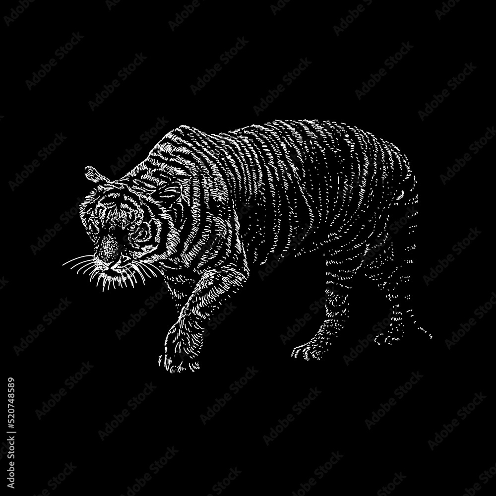 Indochinese Tiger hand drawing vector illustration isolated on black ...