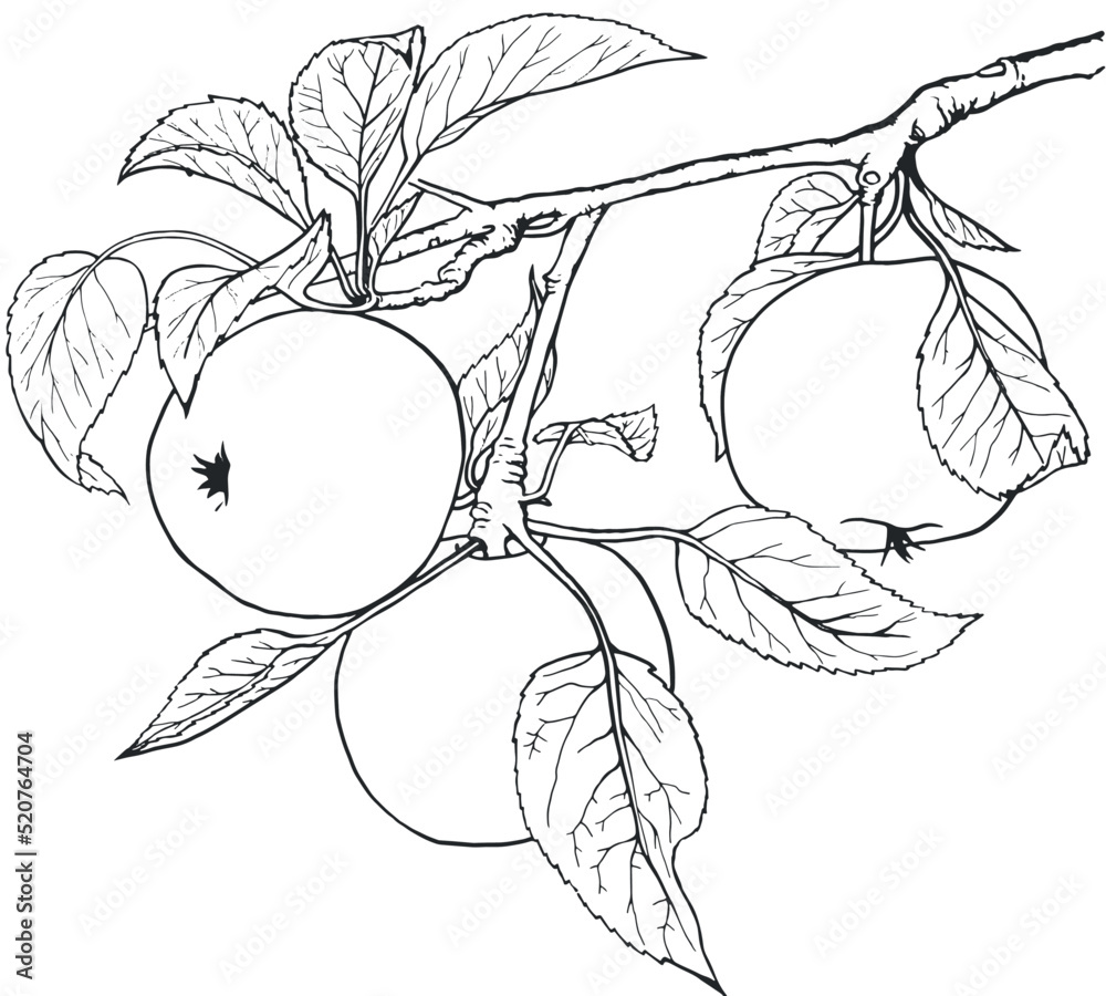 Apples drawing in hand drawn style. Hand drawn illustration. Vegetarian ...