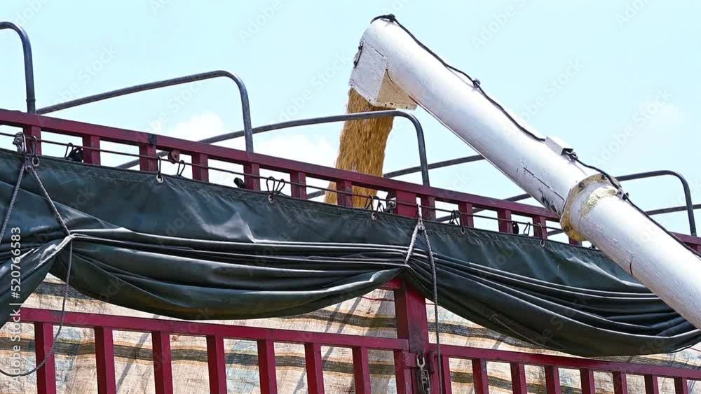 5-time slow motion of unloading paddy grain just been harvested Stock ...