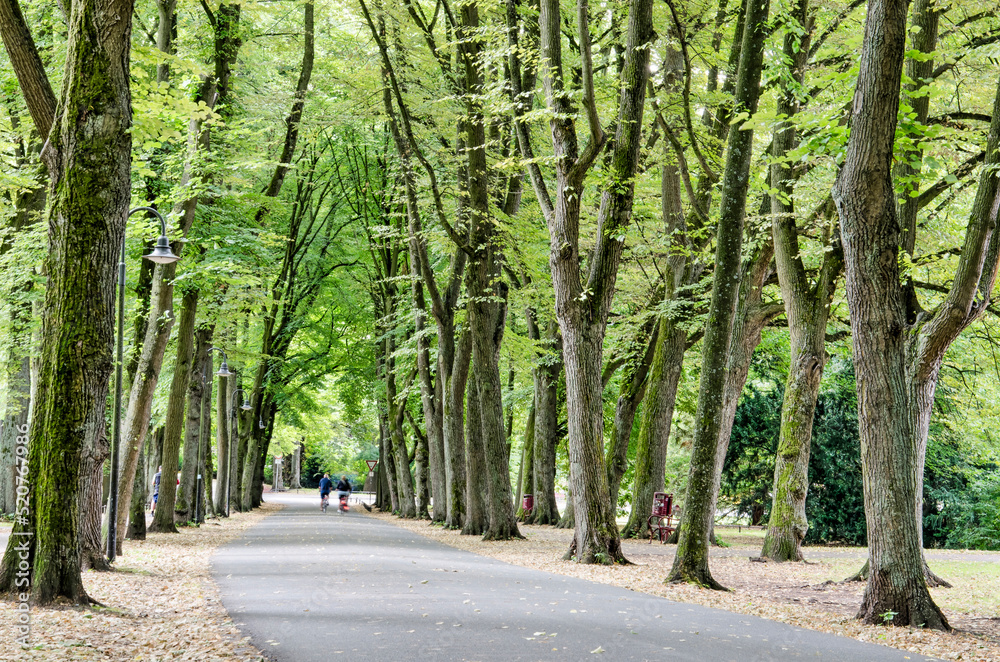 Münster, Germany, July 29, 2022: tall and shady trees growing in four ...