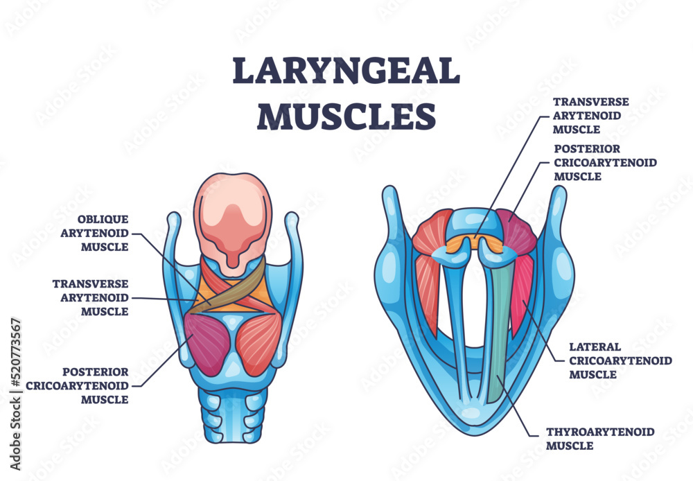 Laryngeal muscles anatomy with medical muscular structure outline ...