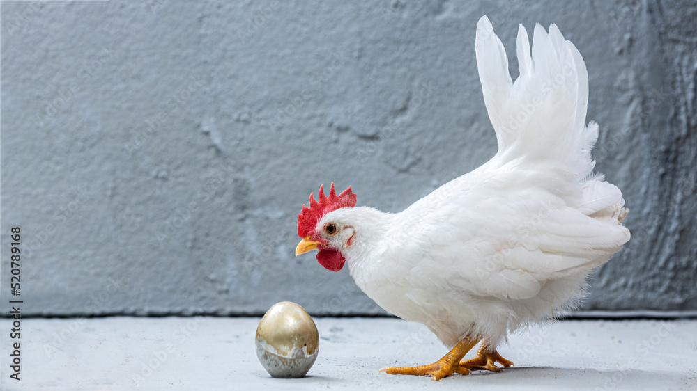 Huhn Stock Photo | Adobe Stock