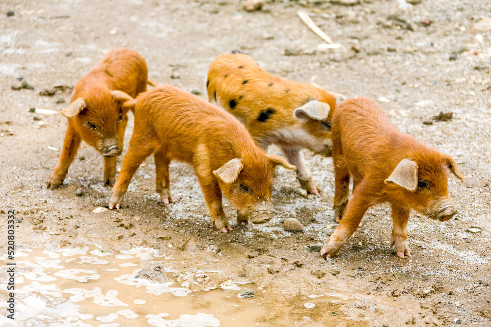 Wild pigs in Bolivia. Wildlife of Altiplano, South America Stock Photo ...