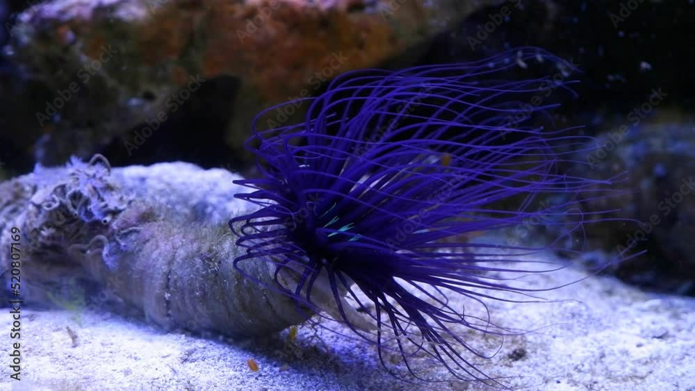 tube dwelling anemone move big blue tentacles to hunt for plankton food ...