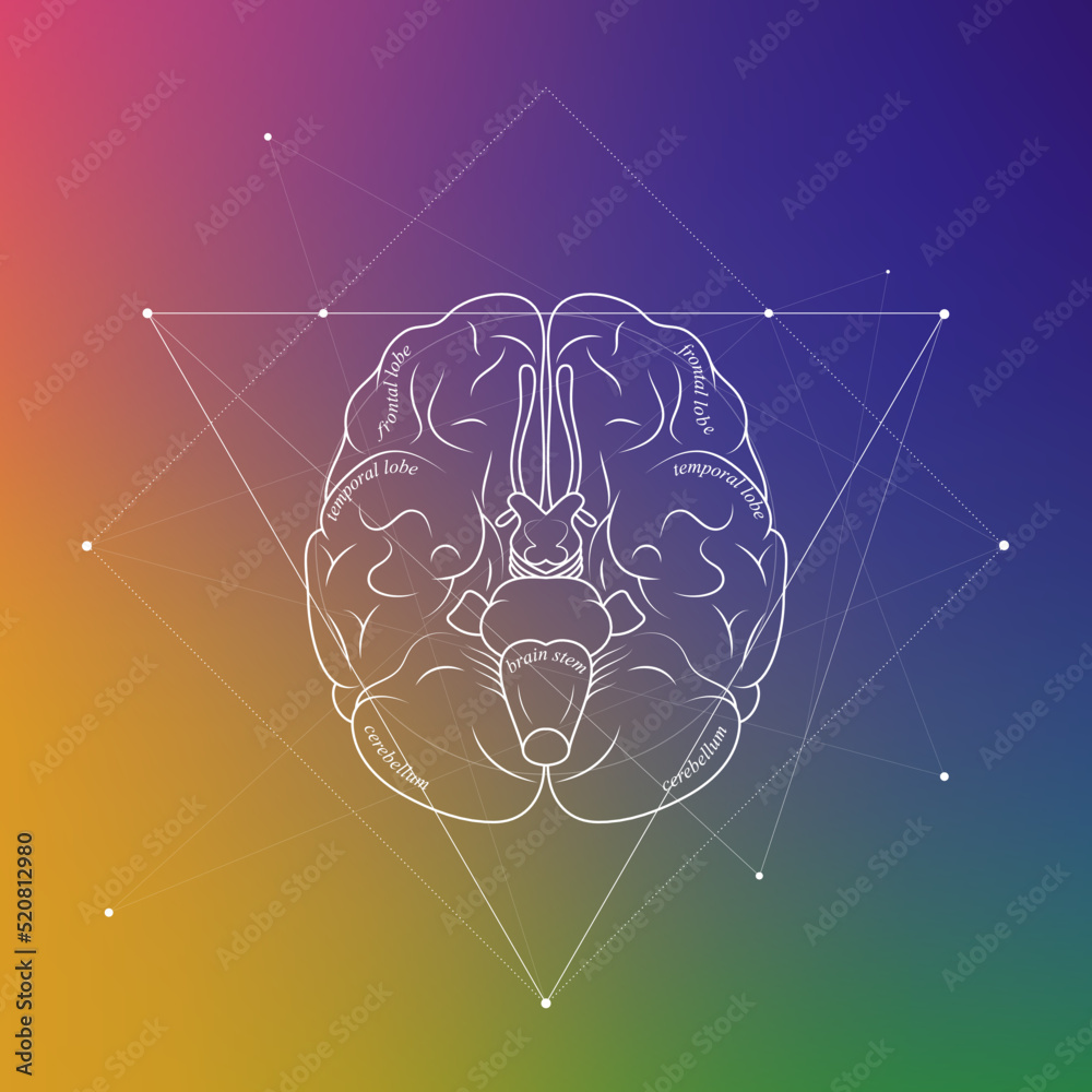 Neuroscience infographic on dark background. Human brain lobes and ...