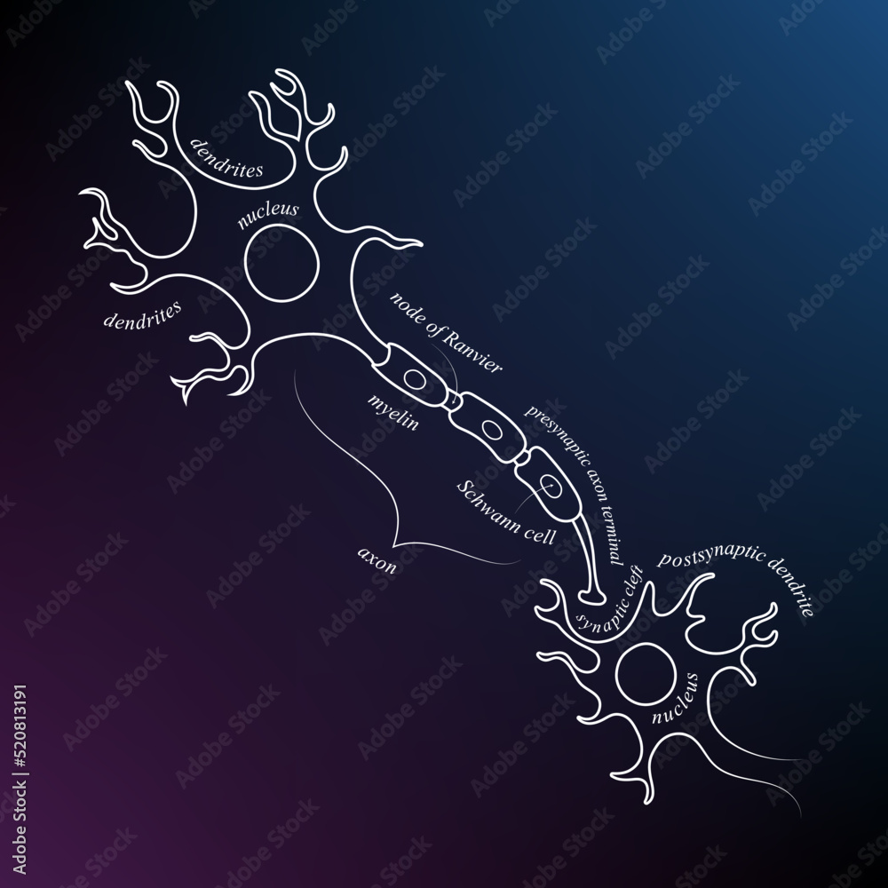 Neuron anatomy. Axons, dendrites, cell body, myelin and synaptic cleft ...
