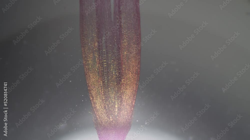 Longitudinal section cut of root tip of plant under the microscope ...