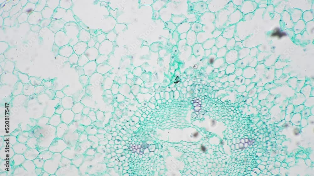 Young root of a plant in transversal section seen through microscope ...