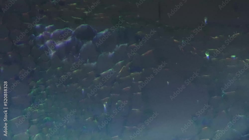 Microscopic photography of young root of plant with oblique lighting ...