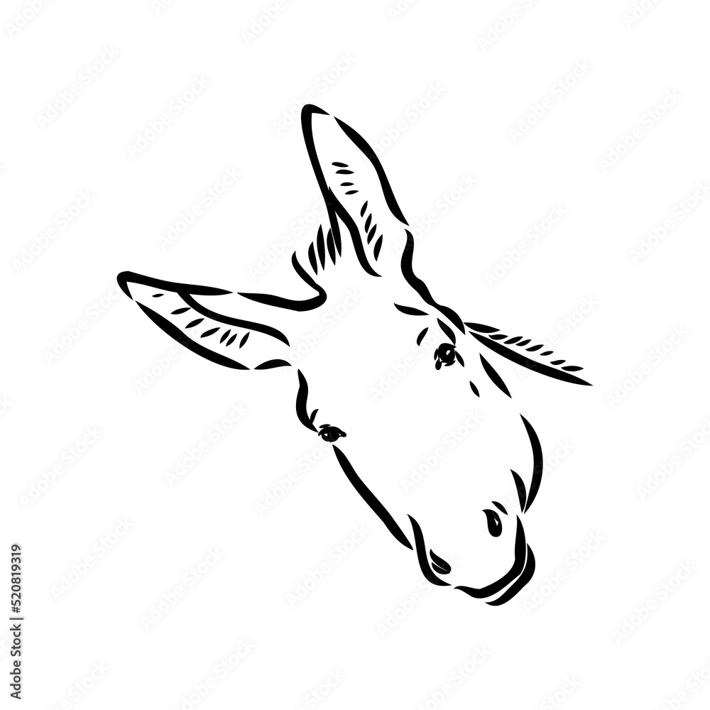 Sketch of donkey Hand drawn illustration donkey vector Stock Vector ...