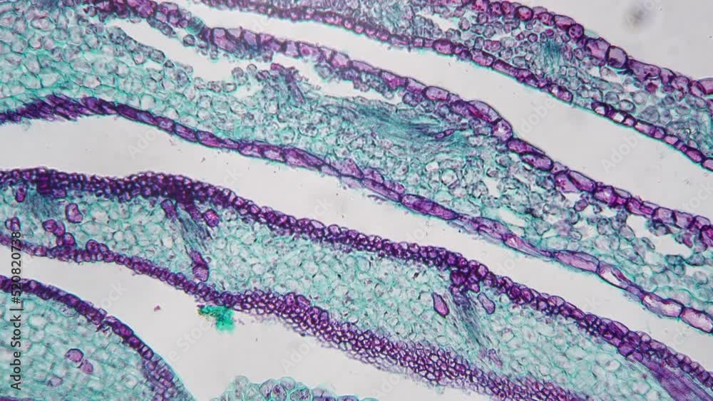 Apical bud filmed under microscope 200x in longitudinal section against ...
