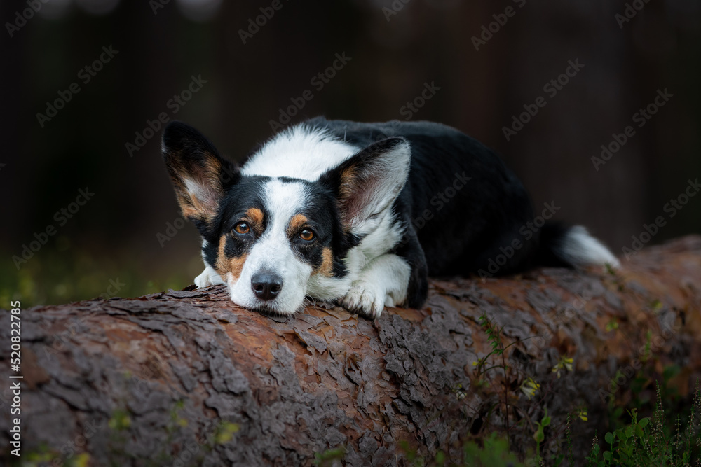 Cardigan Welsh corgi lying on a log Stock Photo | Adobe Stock