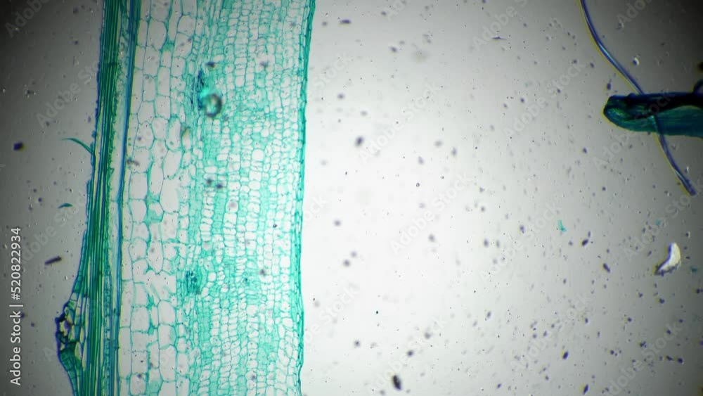 Stem of Cucurbita moschata L.S. under microscope 40x against bright ...