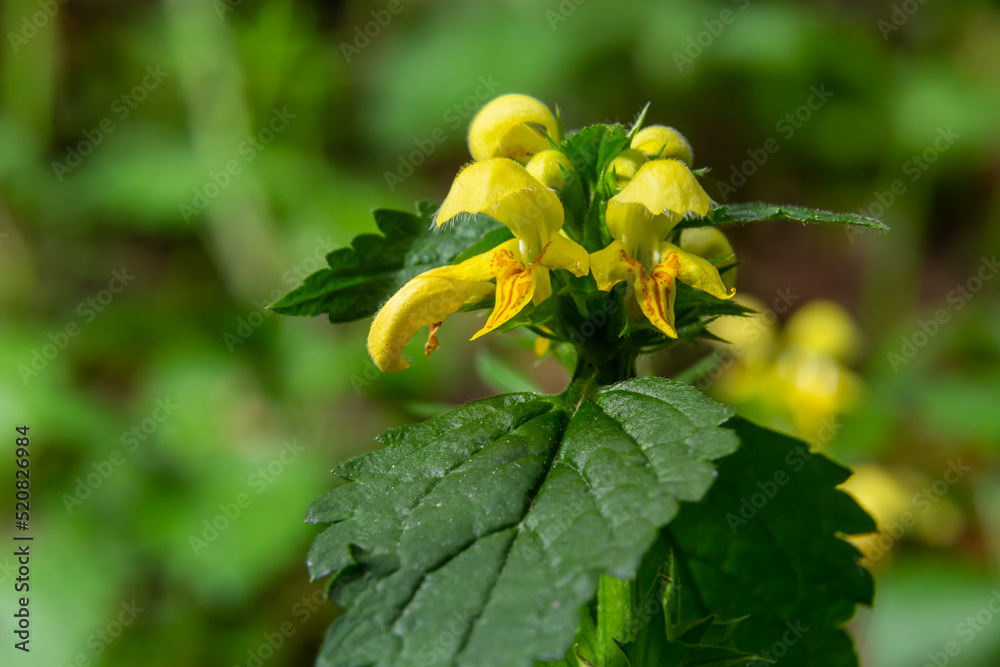 Lamiastrum Galeobdolon