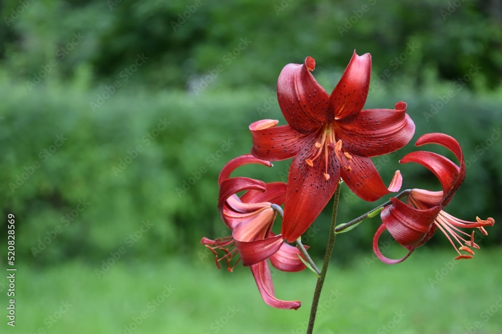 The flower of the most beautiful Lily (lat. Lílium) of the Cherrywood ...