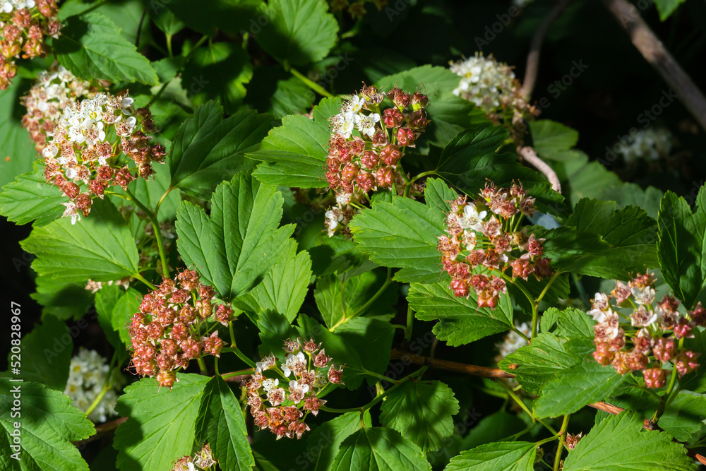 Flowering ninebark shrub close up. Physokarpus capitatus, commonly ...