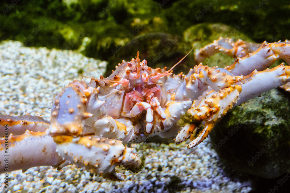 Alaskan King Crab Underwater
