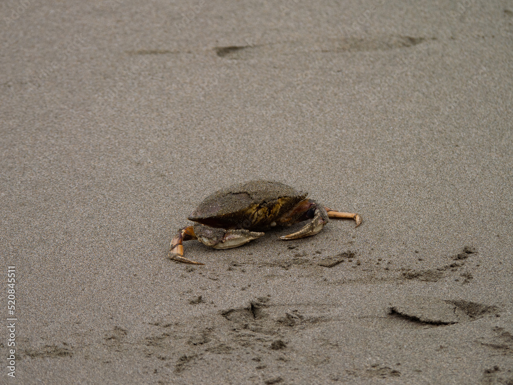 Dead Dungeness crab shell on sandy beach in california Stock Photo ...