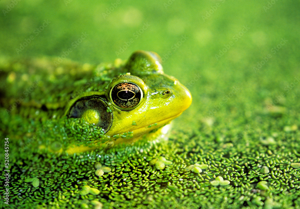Closeup of American bullfrog in duckweed in pond, Wisconsin Stock-Foto ...