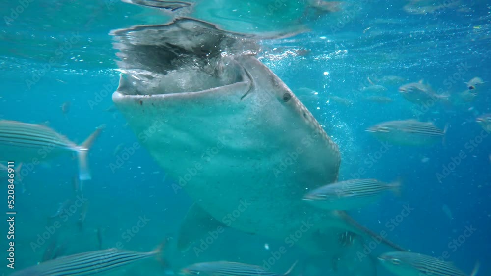 Closeup shot of a whale shark, the world's largest living fish, in ...