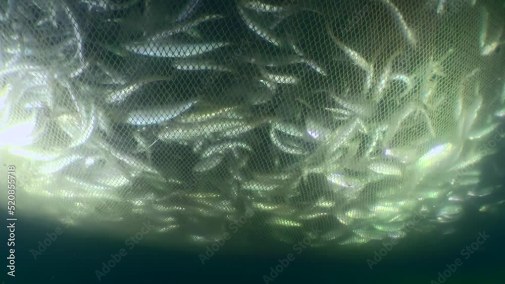 Video „Fish inside the fishing net: as the net rises and its volume ...