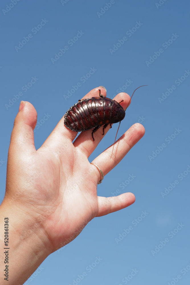 Une des plus grandes espèces de blatte, la blatte de Madagascar ...