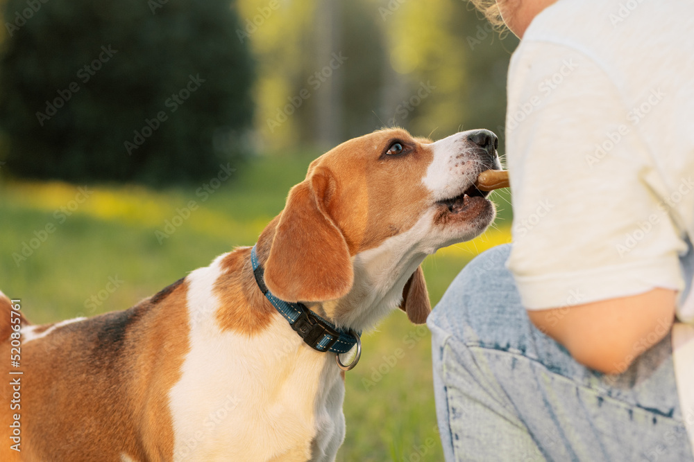 Pet owner giving dog treat in outdoors, close up. Beagle receiving ...
