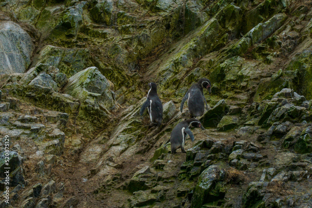 Amazing view of Ballestas islands, a national reserve in Pisco Bay ...