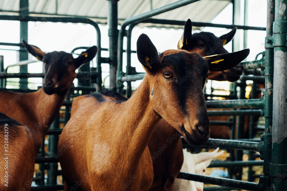 Domestic goat in ranch pen Stock Photo | Adobe Stock