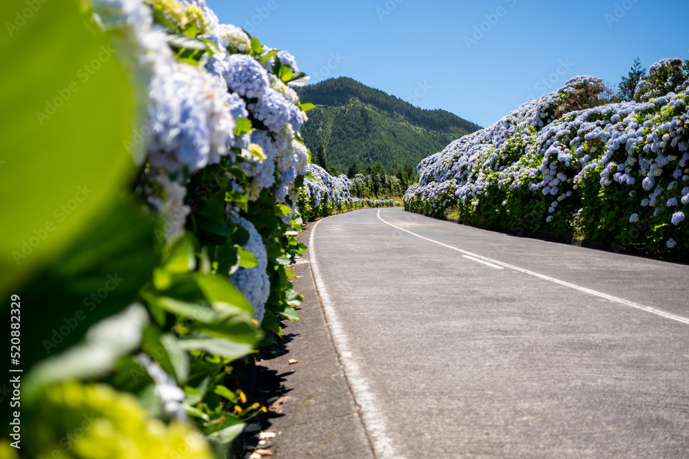 Azores, Empty flowery road with beautiful hydrangea flowers in ...