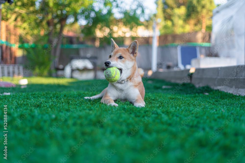 cachorro perro japones shiba inu jugando con una pelota de tenis en el ...