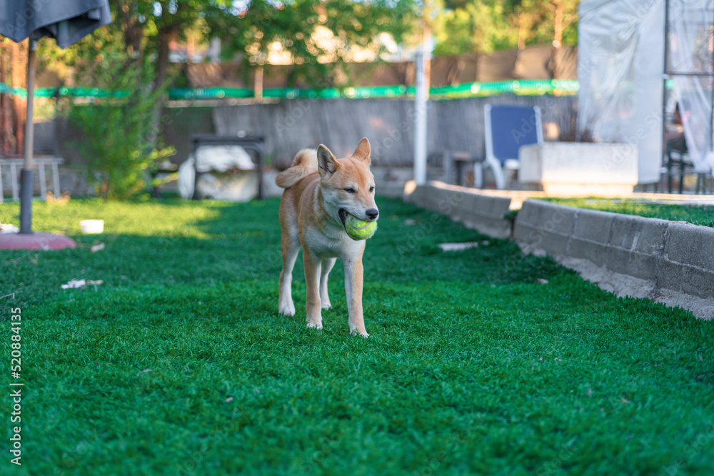 cachorro perro japones shiba inu jugando con una pelota de tenis en el ...