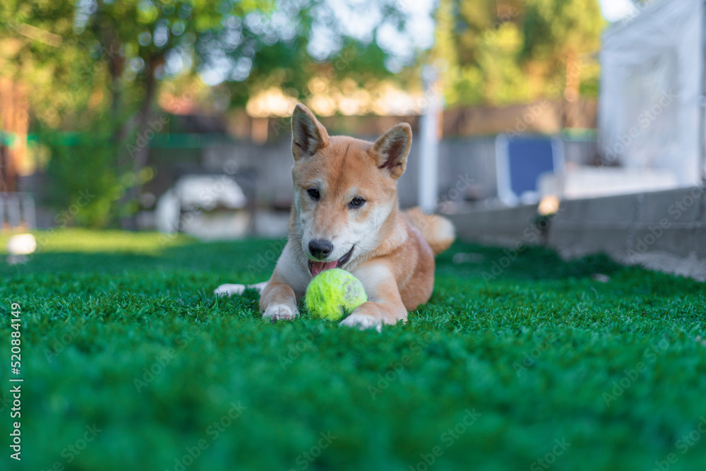 cachorro perro japones shiba inu jugando con una pelota de tenis en el ...