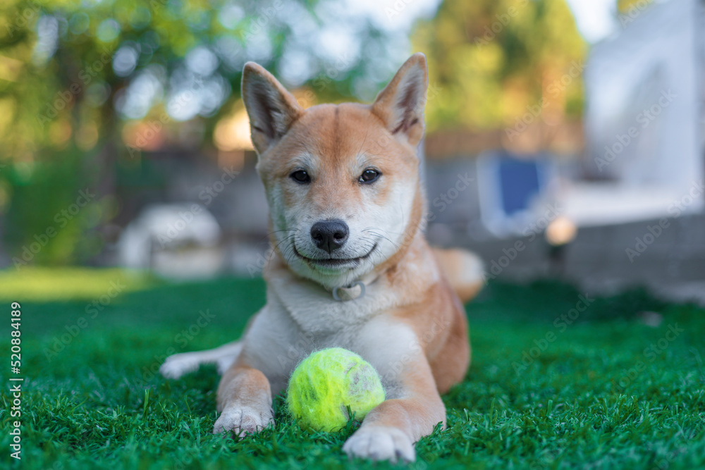 cachorro perro japones shiba inu jugando con una pelota de tenis en el ...
