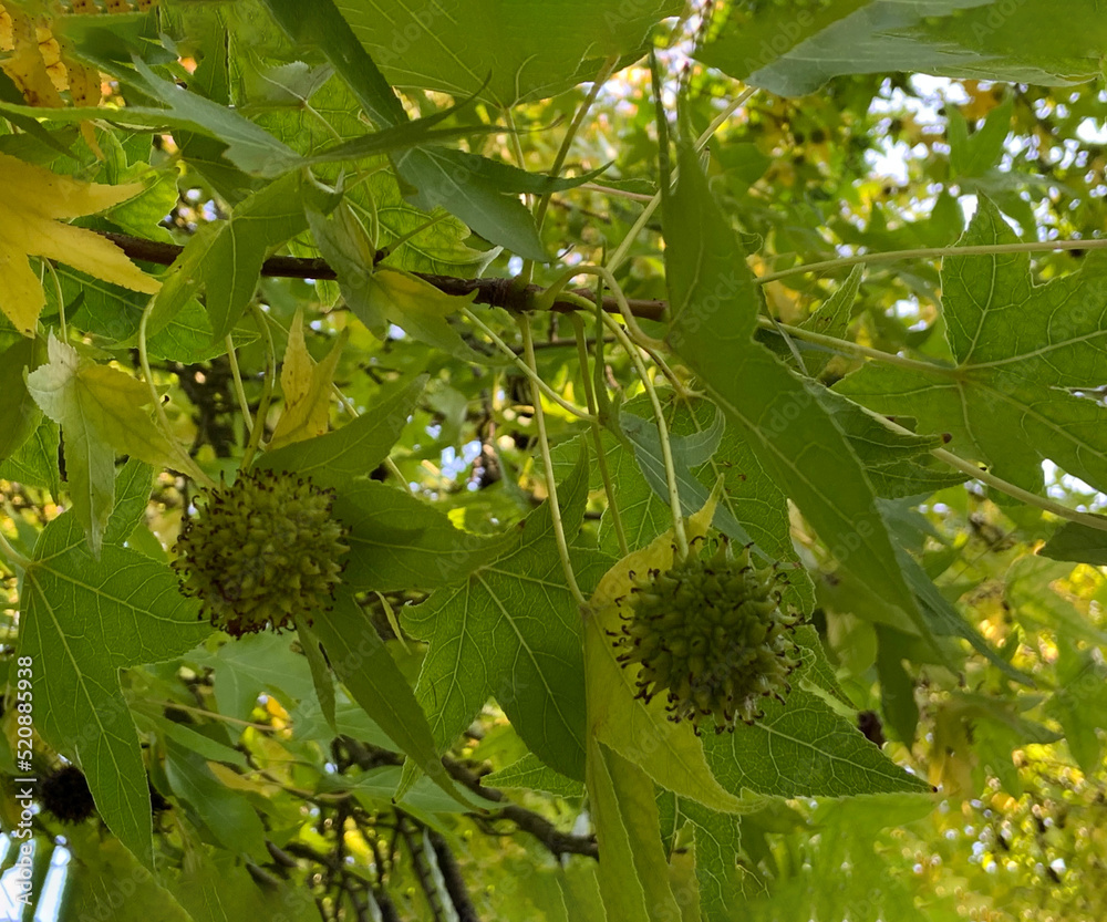 Sycamore tree leaves with seeds natural background, branches of bright ...