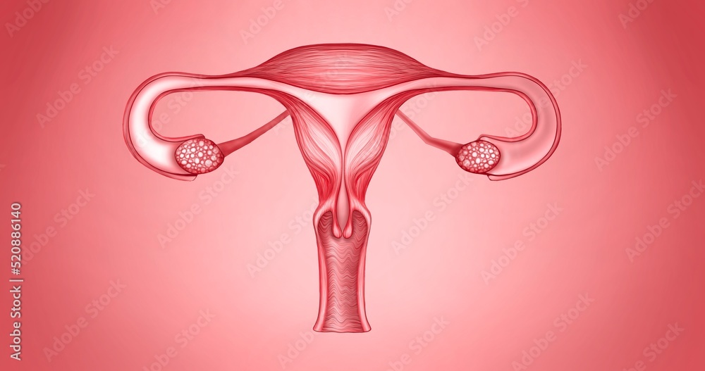 female reproductive system 3d Illustration in red tones. Gynaecologist ...
